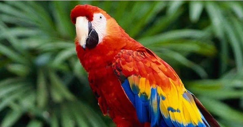 Bienvenidos animales exoticos | Animales exoticos