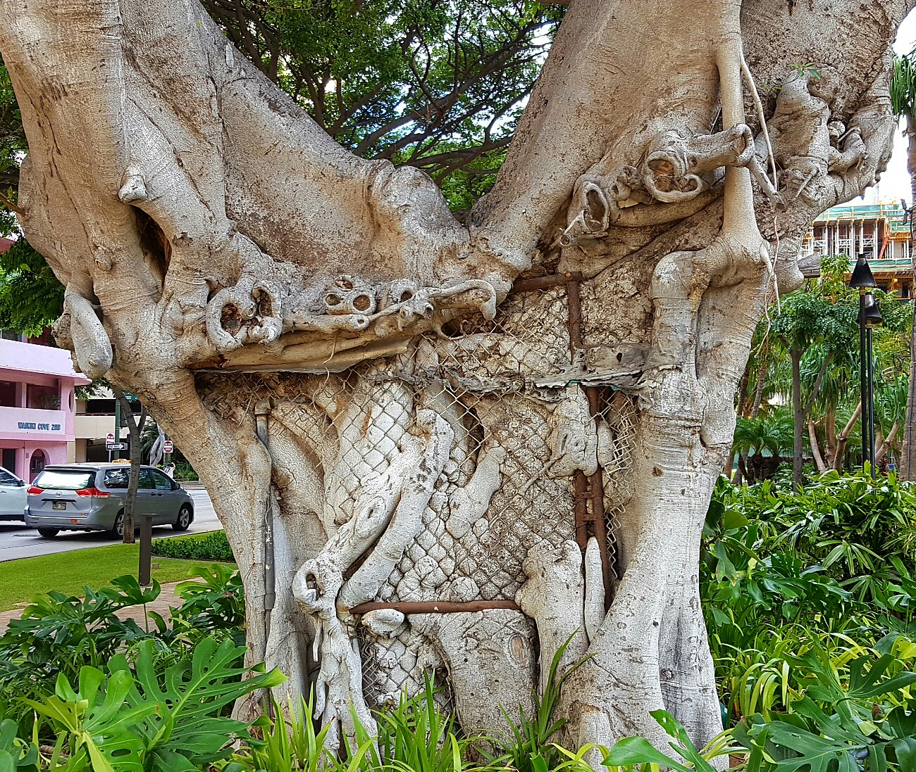 HRodenberger's Blog: The Trees of Kuroda Field