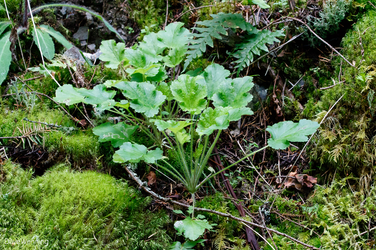 National Wildflower Week: A Kukutali Collection