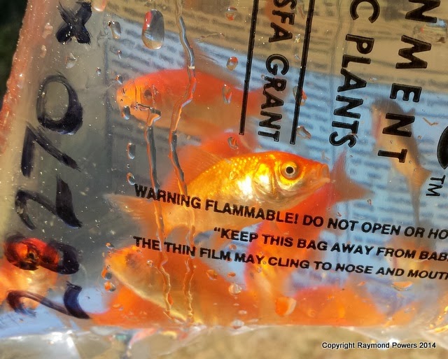 Petsmart Goldfish