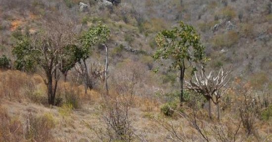 El Bosque Xerófilo: Conociendo los Bosques Xerófilos
