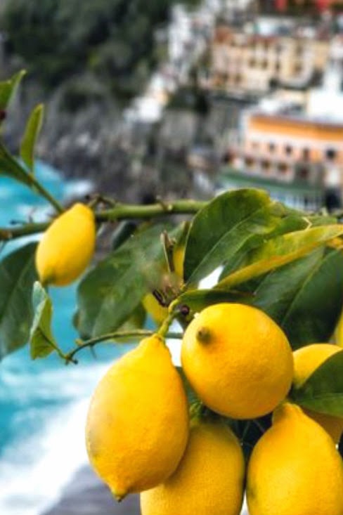 ciao! newport beach: the mystique of a lemon tree