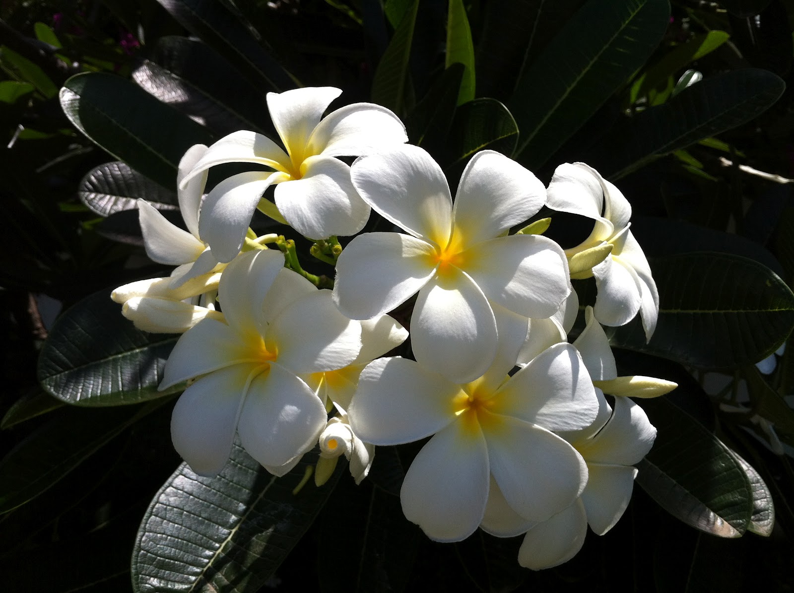 Ana & David's Tanzania Club House: Flowers of Tanzania