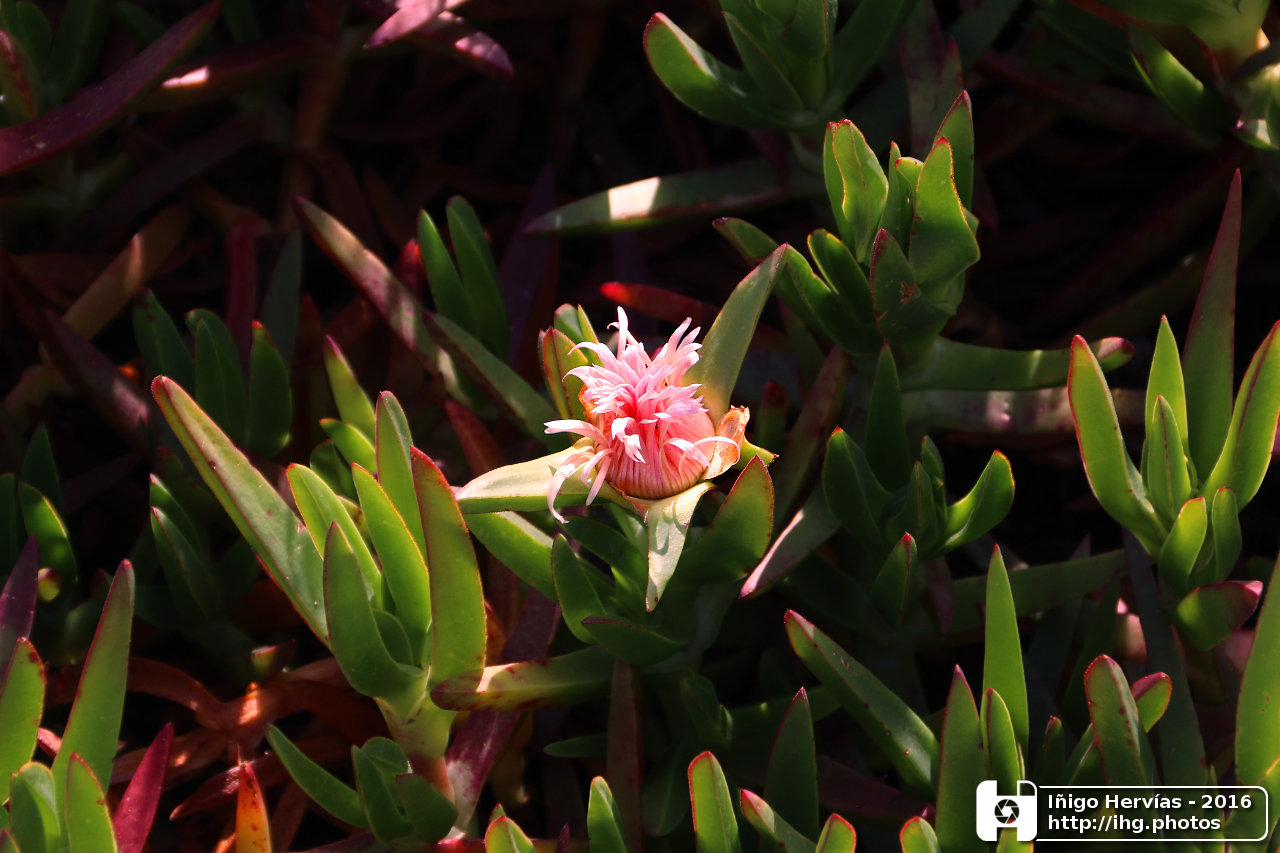 El blog de Hayawata: Flor de mar