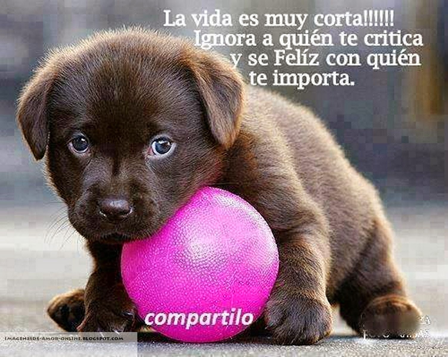 ver imagenes de amor online desmotivaciones con frases poemas rosas ...
