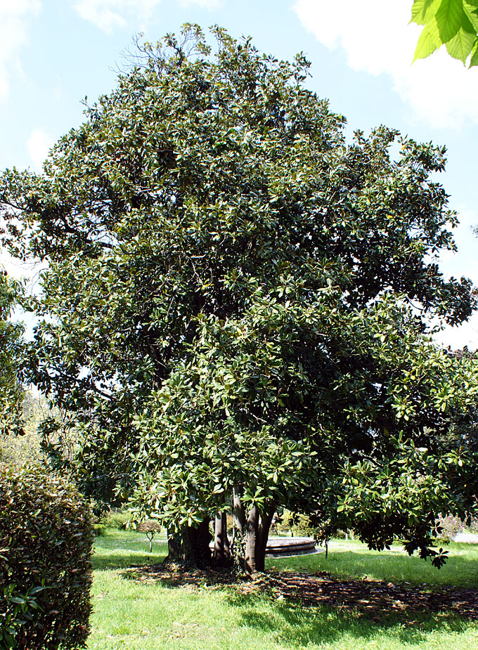 Hortus Italicus: Magnolia grandiflora L. 1753