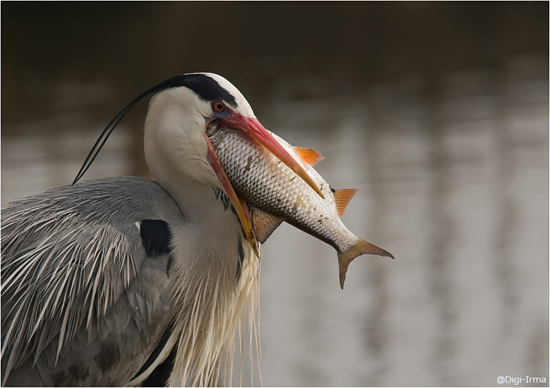 Irma's Natuurbeleving : Reiger met vis
