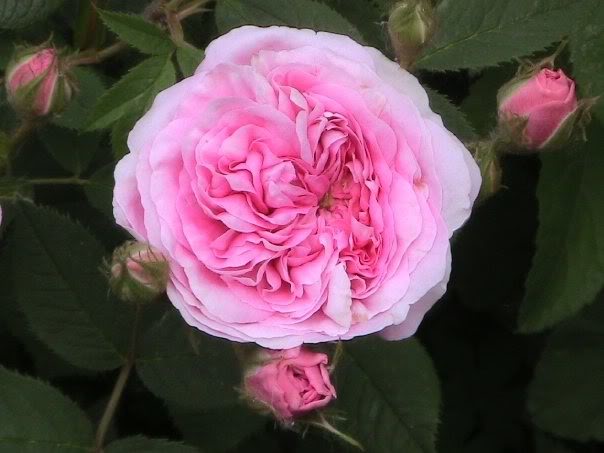 The beautiful building: The Best and Classic Old Garden Roses!
