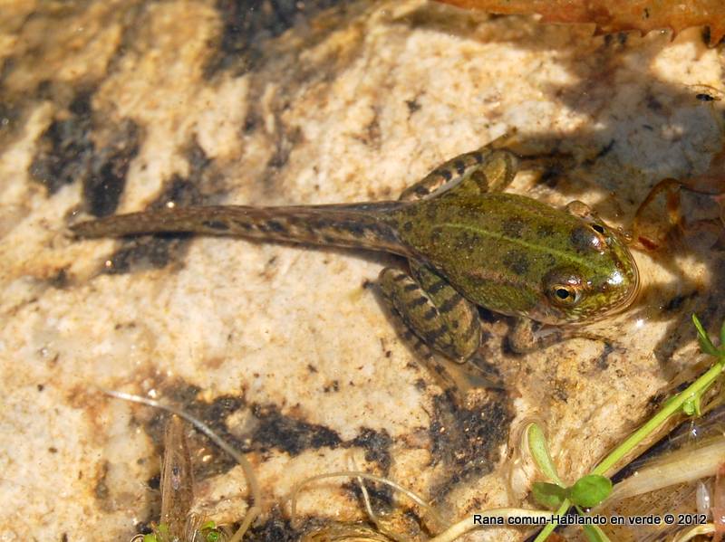 Hablando en verde: Rana común, con cola