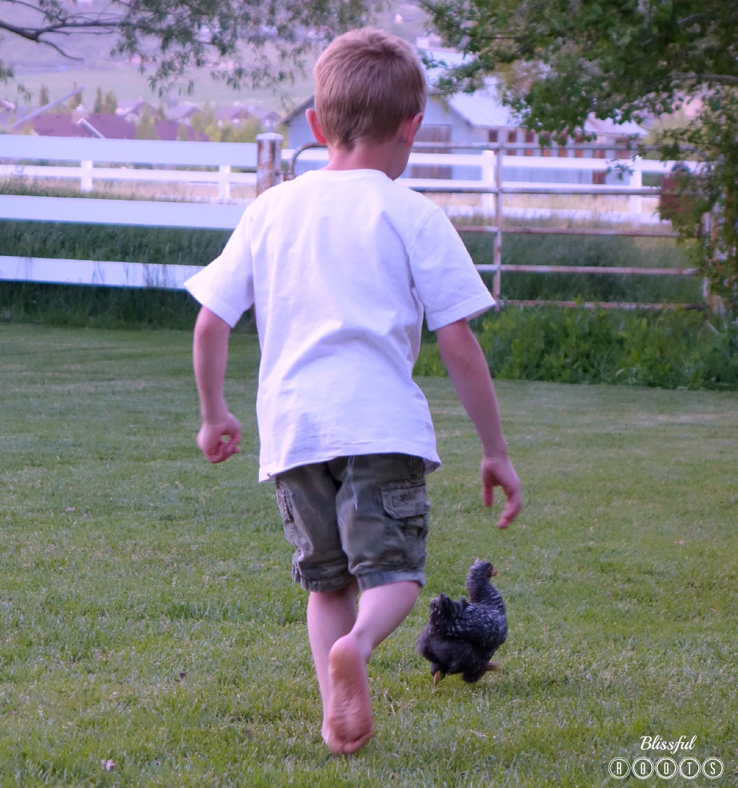 BLISSFUL ROOTS: Chicken Coop & Chase