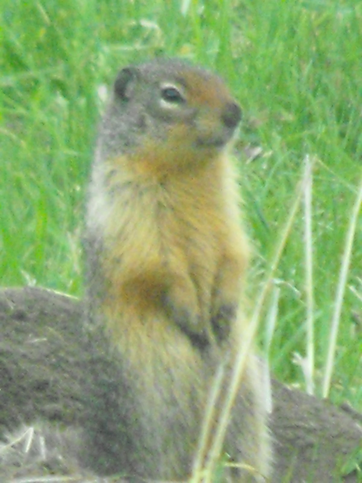 I Was Born2Cree8: Pocket Gofers