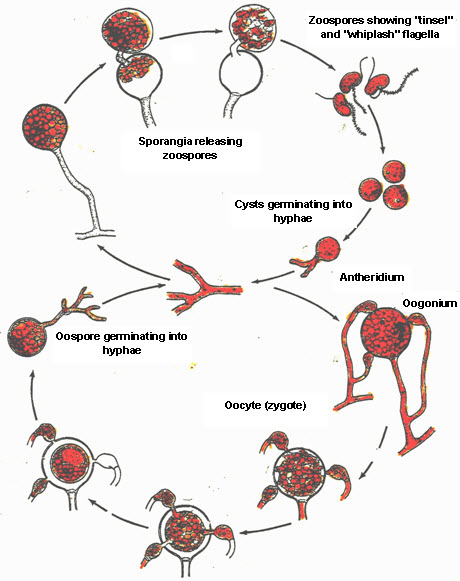 Knowledge Class: Fungus-like Protists, including Slime Molds, Water ...