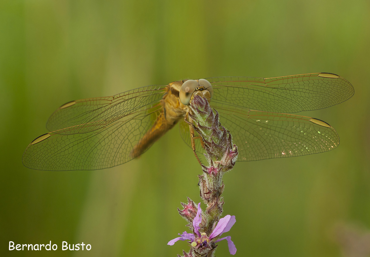 RÍA DE LA VILLA: septiembre 2012