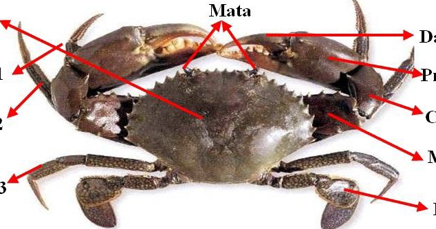 Klasifikasi Dan Morfologi Kepiting - saung petani