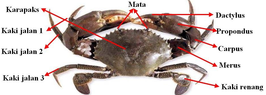 Klasifikasi Dan Morfologi Kepiting