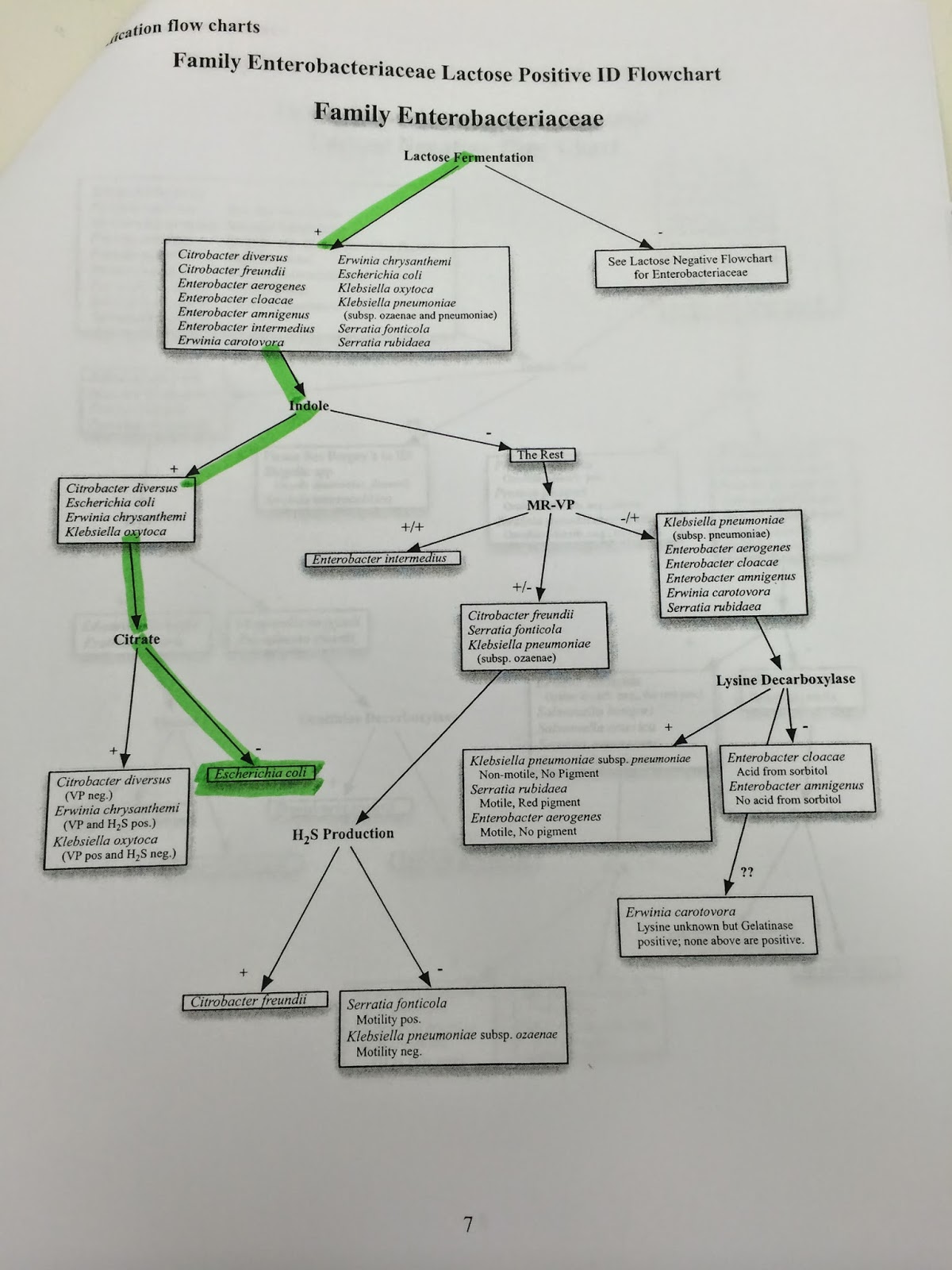Getting Bacteria Samples