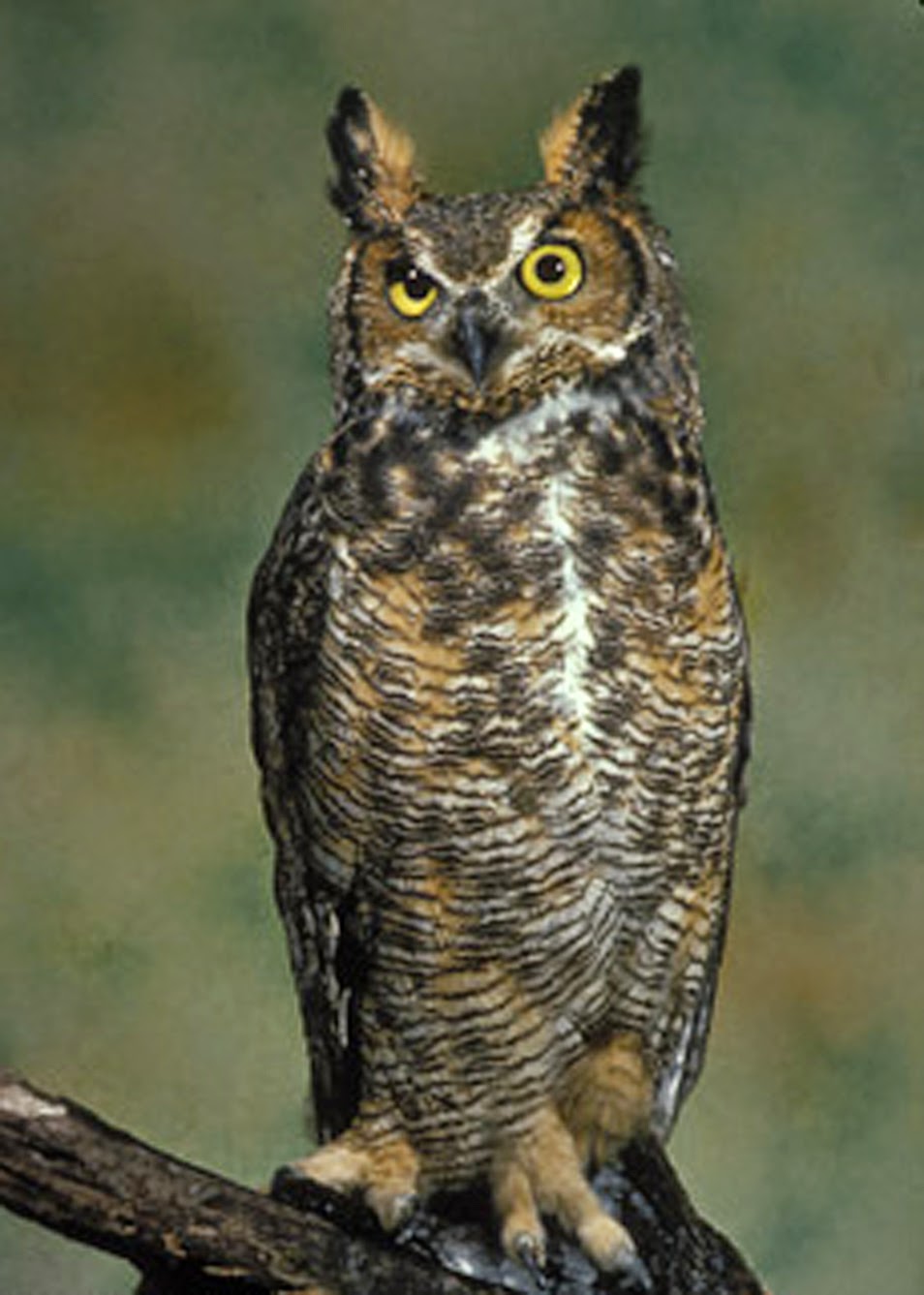 Great Horned Owl