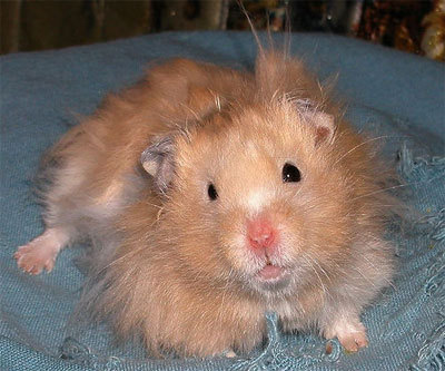 Il criceto dorato