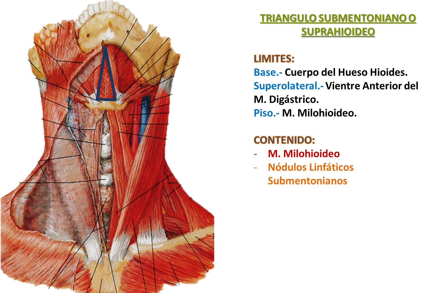 Triangulos del Cuello: triangulos del cuello