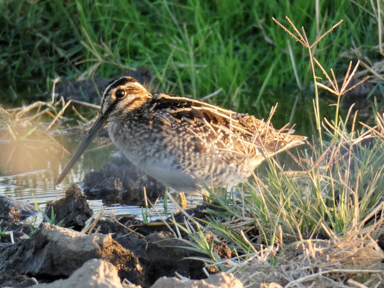 Geotripper's California Birds: It's a Snipe Hunt! I Found Mine at the ...