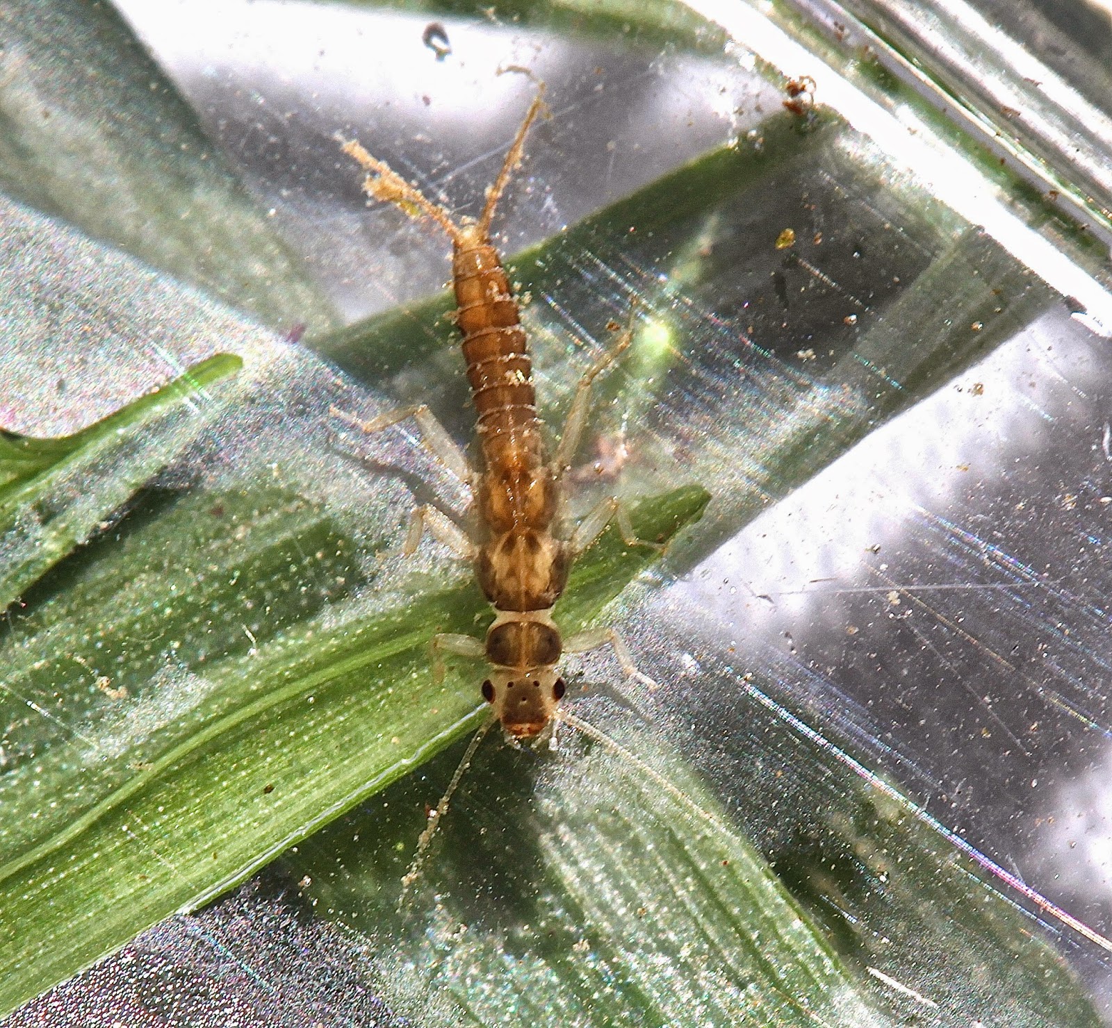 Aquatic Insects of Central Virginia: The Green Stonefly Haploperla ...