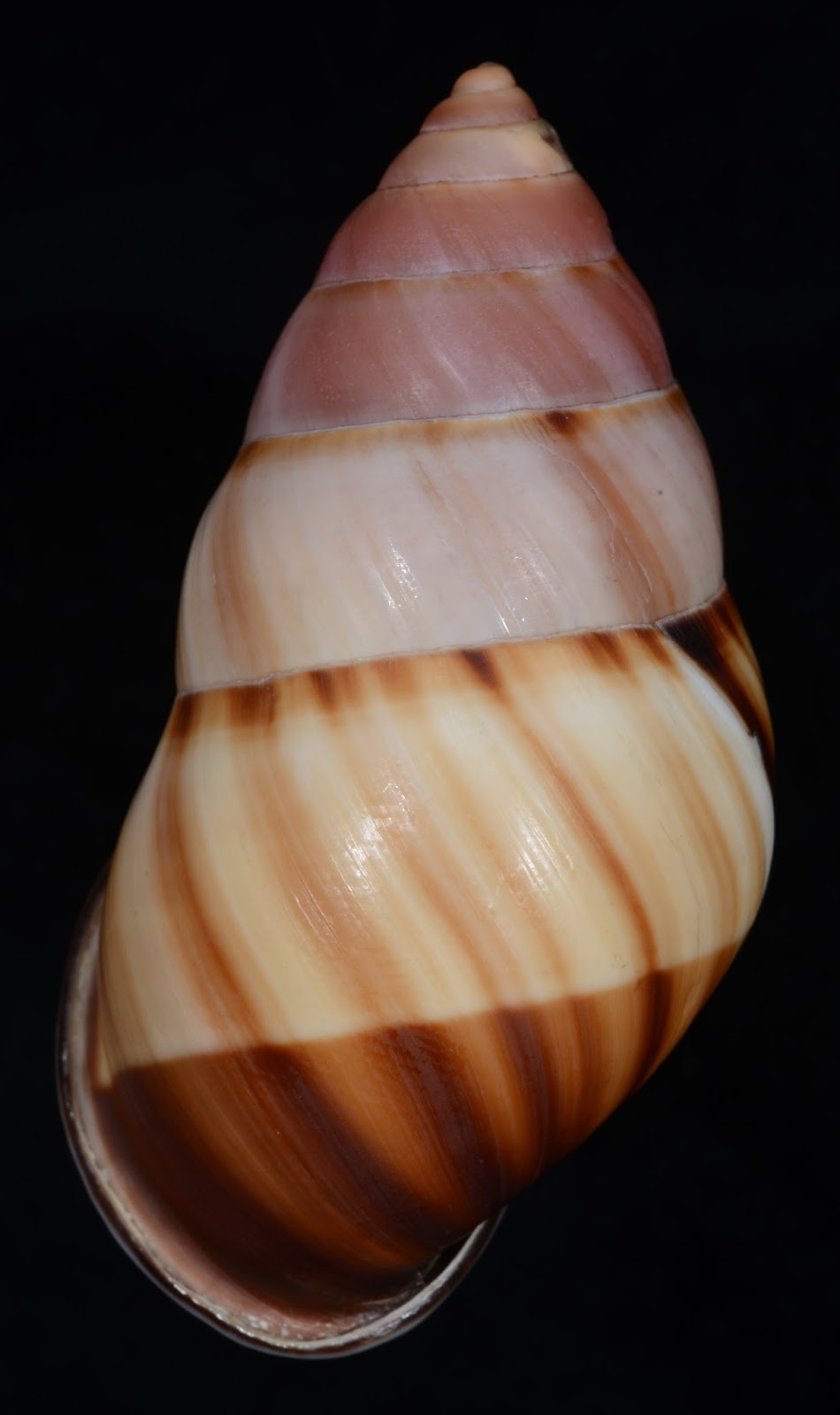 Dr. Lee's Gallery Museum: Amphidromus inversus annamiticus 51.78mm ...