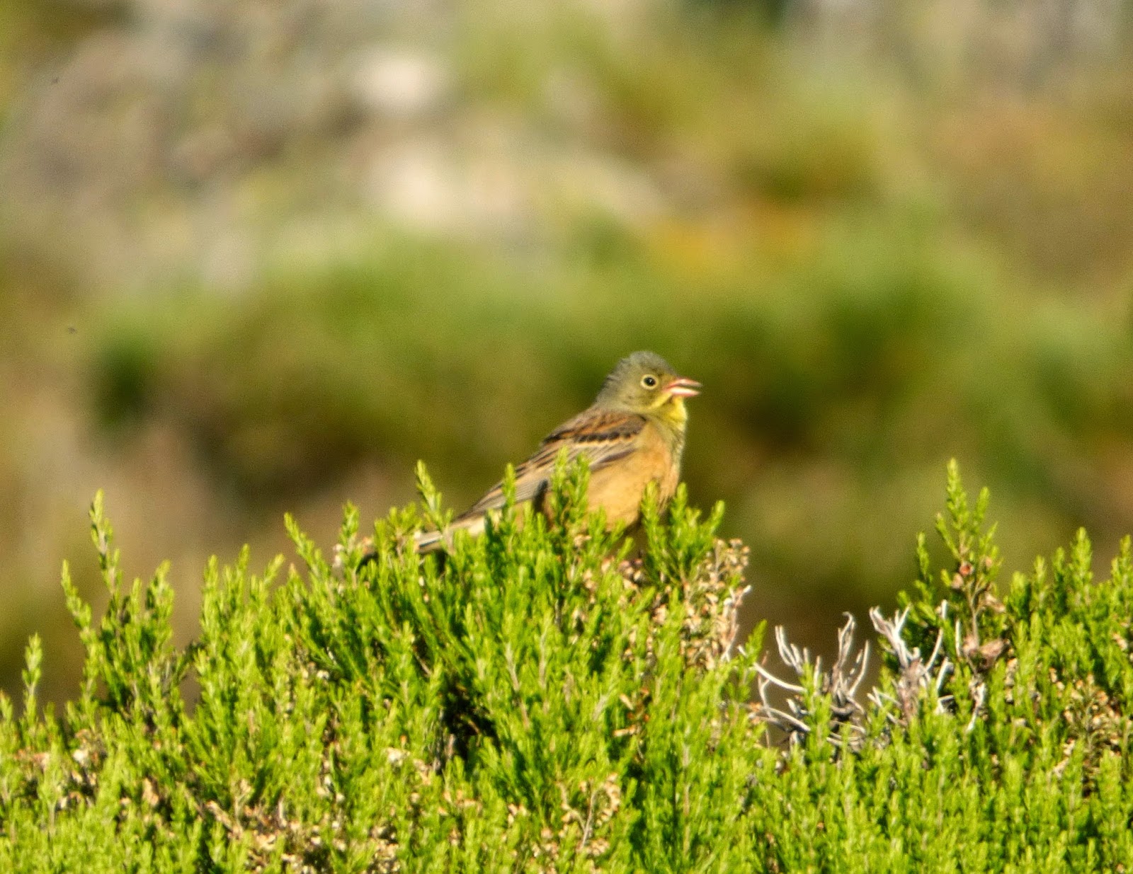 Blog de ornitología y observaciones en la naturaleza: Escribano ...