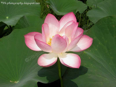 National Flower of India | Nature, Cultural, and Travel Photography Blog