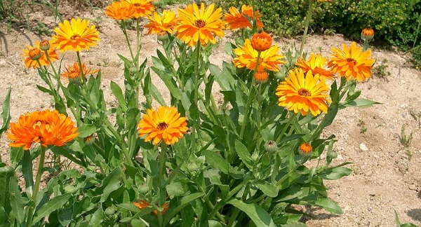 Ljekovita biljka Neven – Biljna Ljekarna