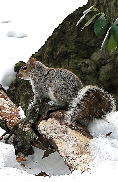 The Road is Mine: abc wednesday — S is for "squirrel"