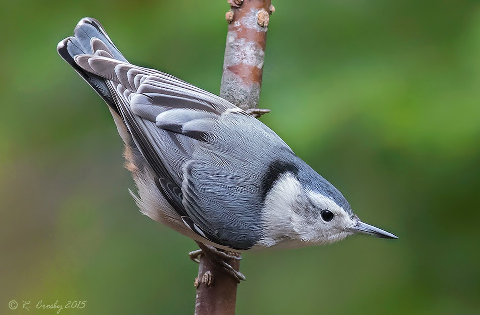South Shore Birder: White-breasted Nuthatch - Male