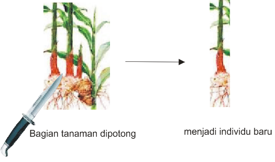 Reproduksi ( Perkembangbiakan ) - IPA Edukasi