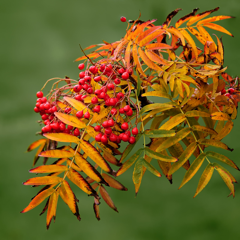 Annet jeg ser: Høst rogn