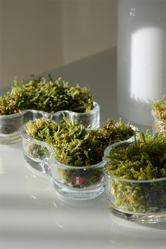 Var dags rum: Inred med mysig mossa!