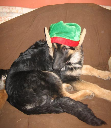 Dare Gothic Clothing ~ Howl at the Moon