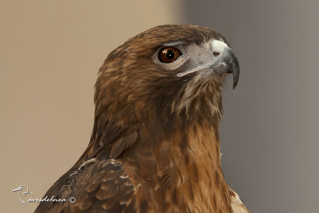 Aves del Nea: Gavilán de Cola Roja - Buteo jamaicensis (Gmelin, 1788 ...