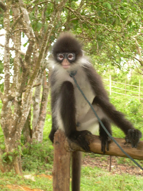 Natuna Bertuah: Binatang Khas Natuna yaitu Kekah (presbytis natunae)