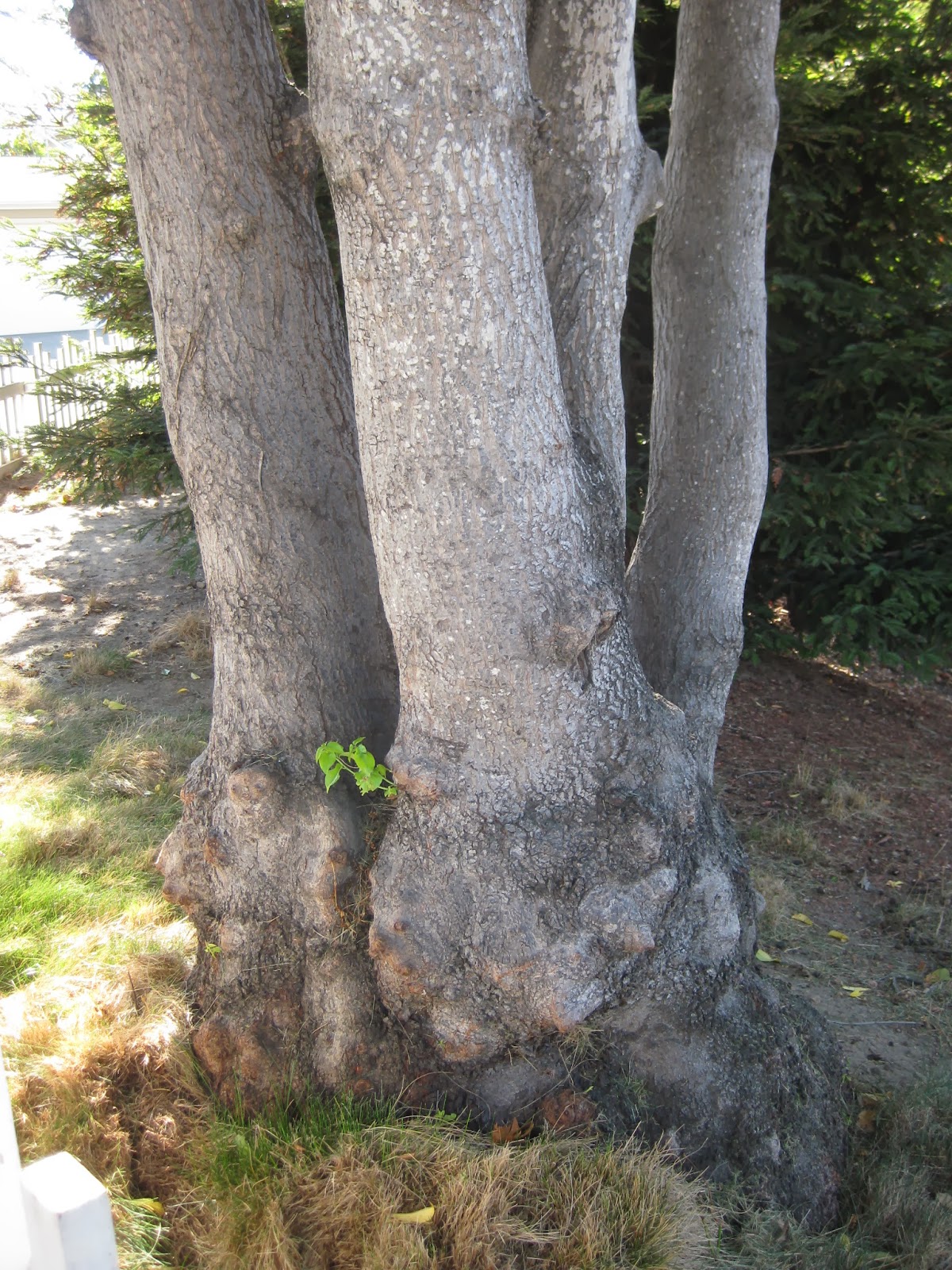 Trees of Santa Cruz County: Prunus lyonii - Catalina Cherry