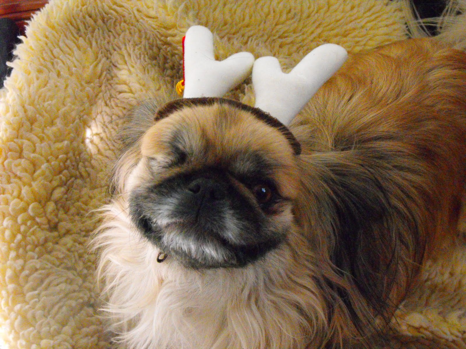 Must Love Pekes: WHAT IS BREED RESCUE