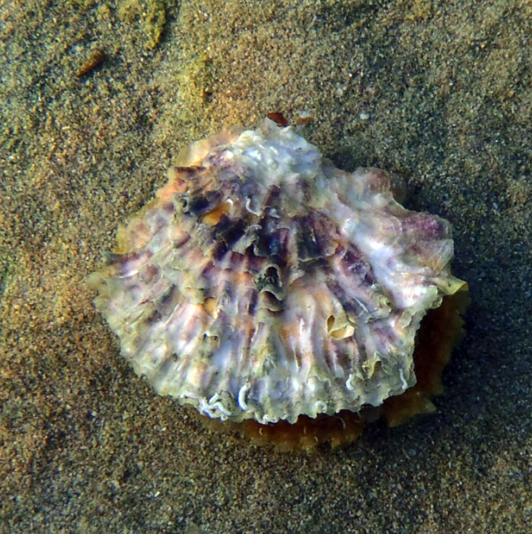 mar menor mar mayor: Ostrea edulis y ostreola stentina. Ostras del Mar ...