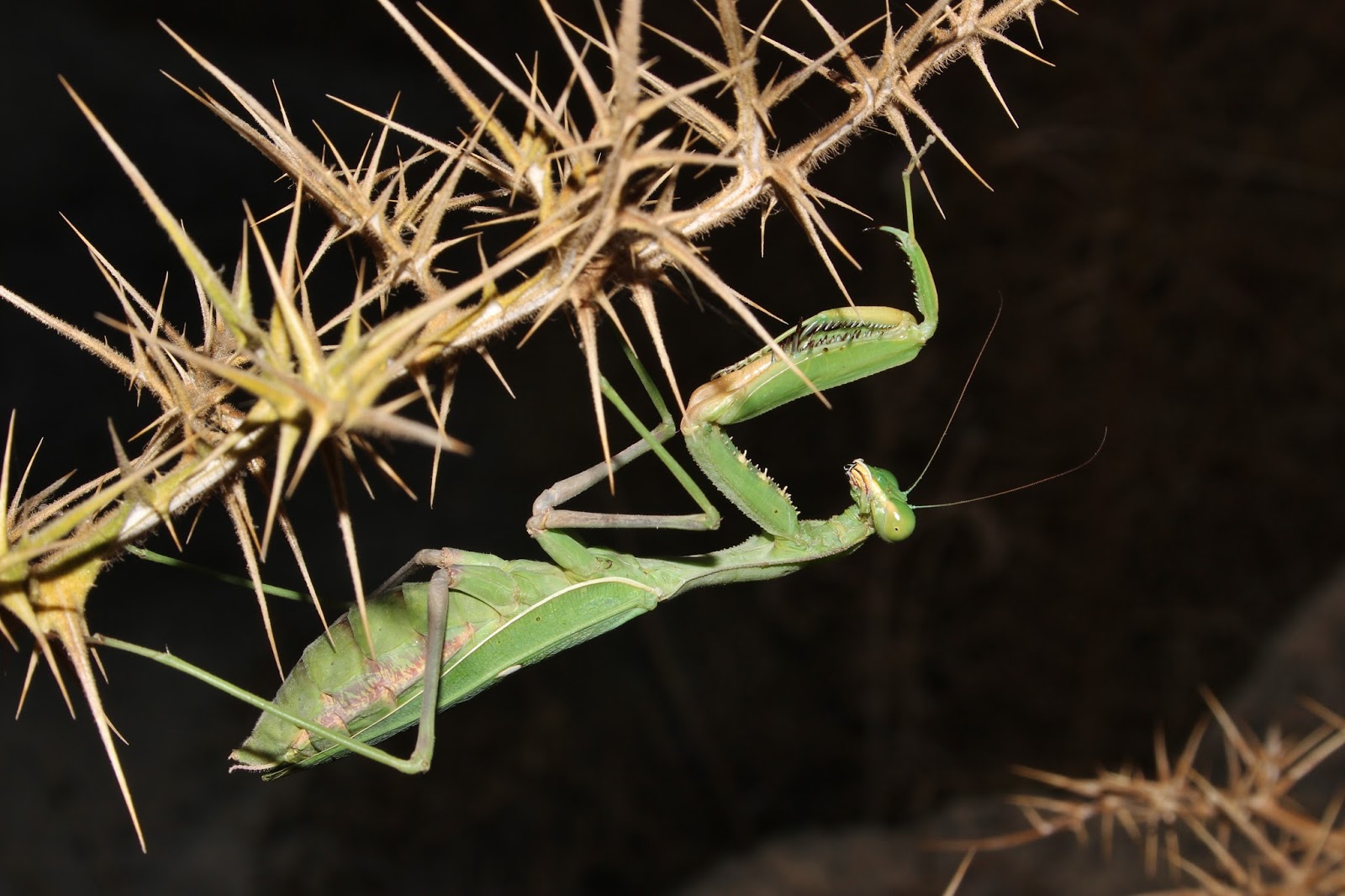 Biodiversity of Cyprus by NGO Protection of the Natural Heritage and ...