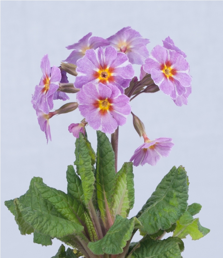 Kennedy Irish Primroses at National Ploughing Championships