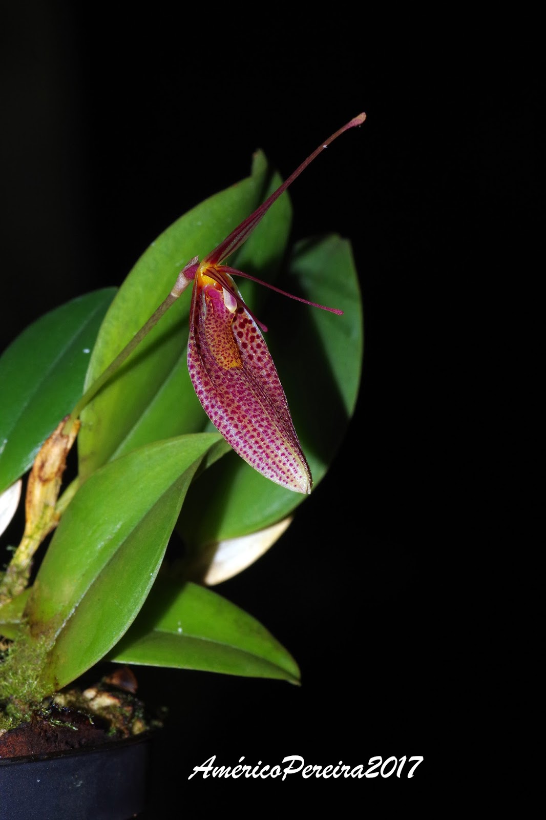Orquídeas soltas: Restrepia guttulata