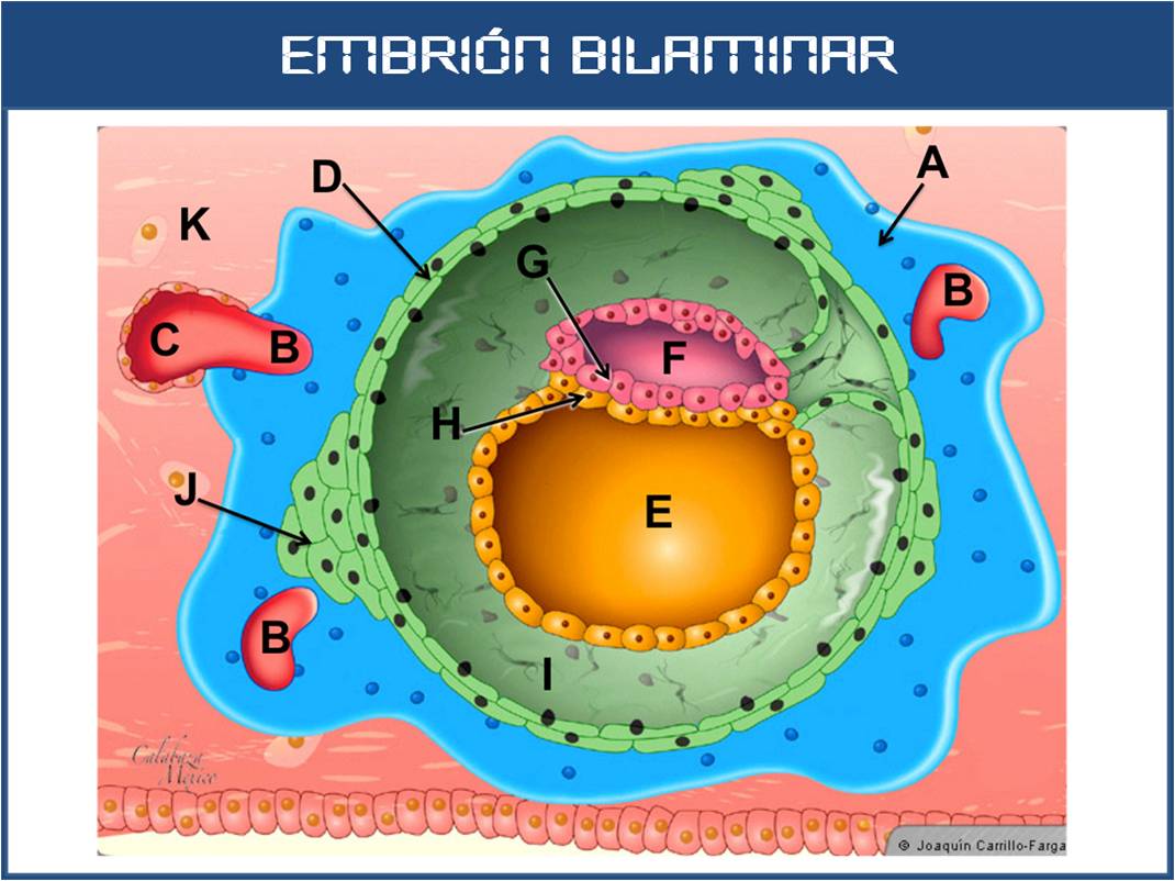 SOS EMBRIOLOGIA HUMANA: Embrión bilaminar