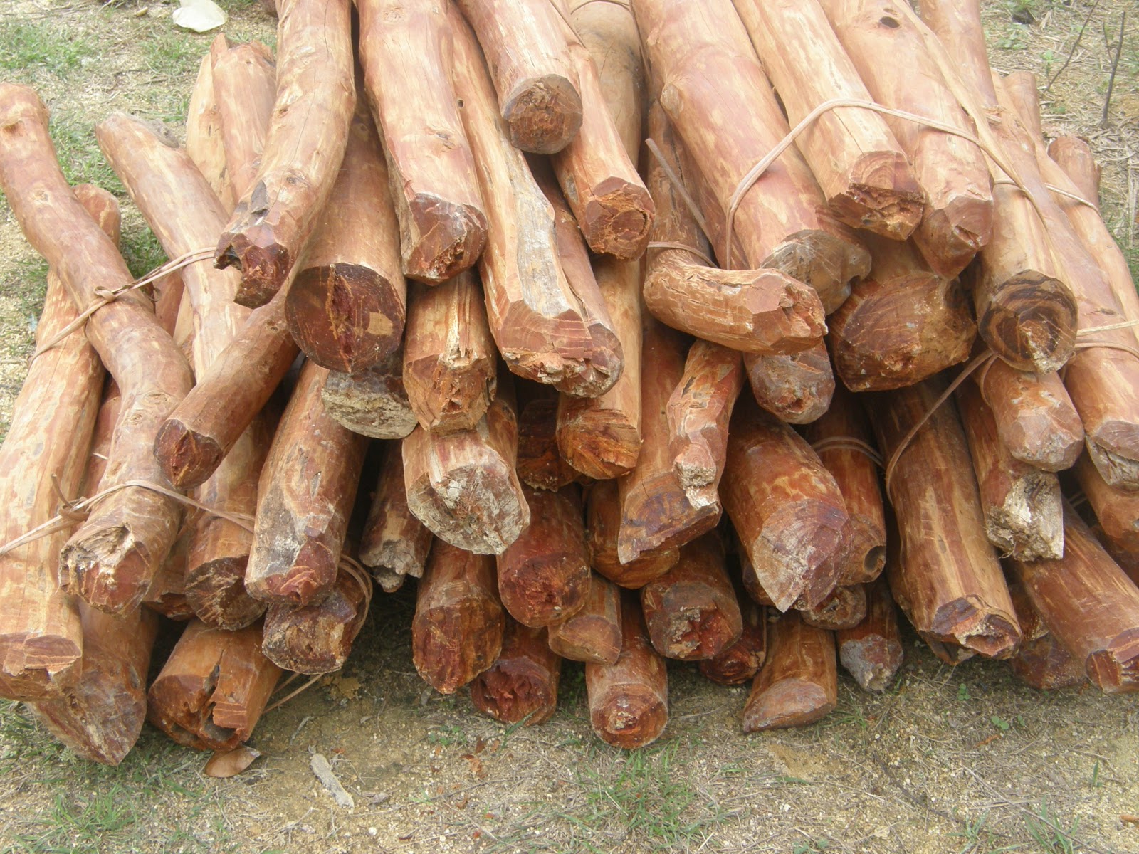 Raja Kayu Malaysia 马来西亚血龙木王: Kayu Raja (king of all woods)