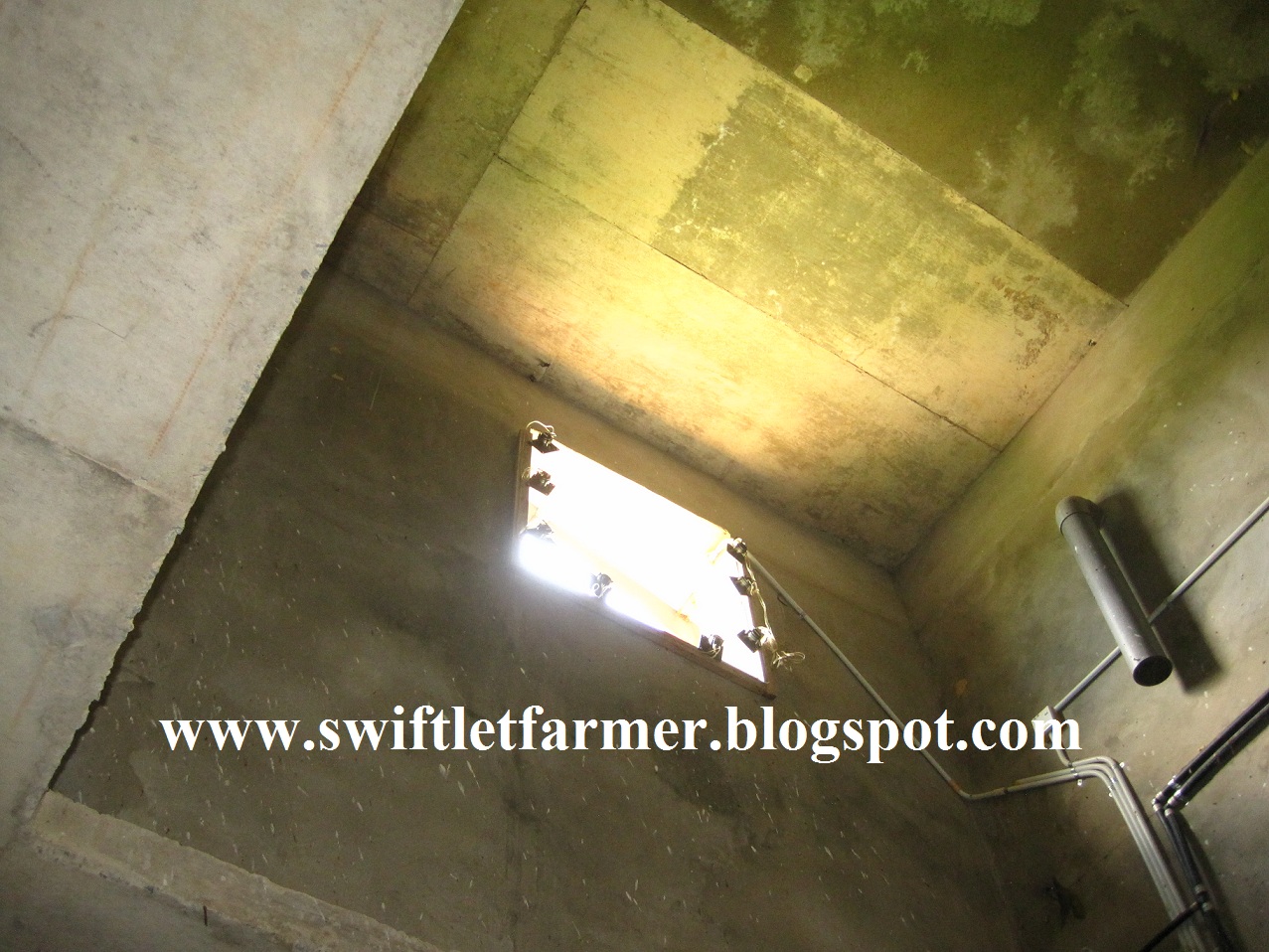 Swiftlet Farming : Swiftlets Farming Equipments, Edible Birds Nest and ...