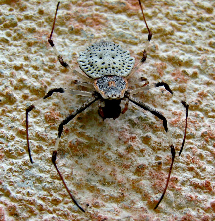 Exploring the Endangered Wonders: My Magnificent Spiders - Part 1