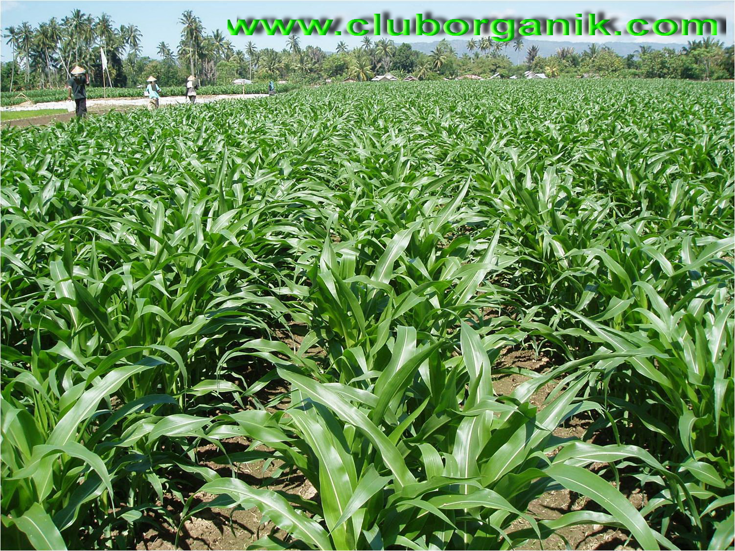PENANAMAN TANAMAN JAGUNG