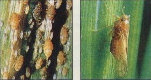 Strategi Pengendalian Hama Wereng Batang Coklat - Serat Lontar