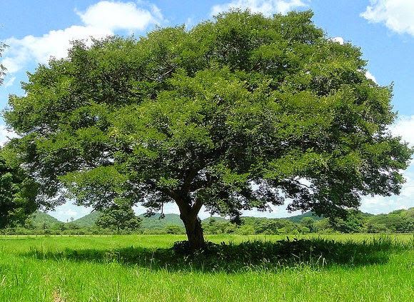Globo Noticias: Óleo de Copaíba-veja seus benefícios para que serve.